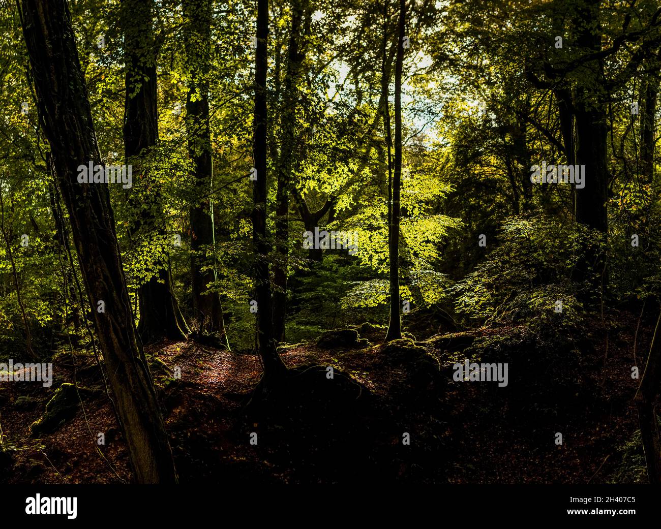 Autumn, Forest of Dean, England. The Scowles, Devils Chapel Stock Photo ...
