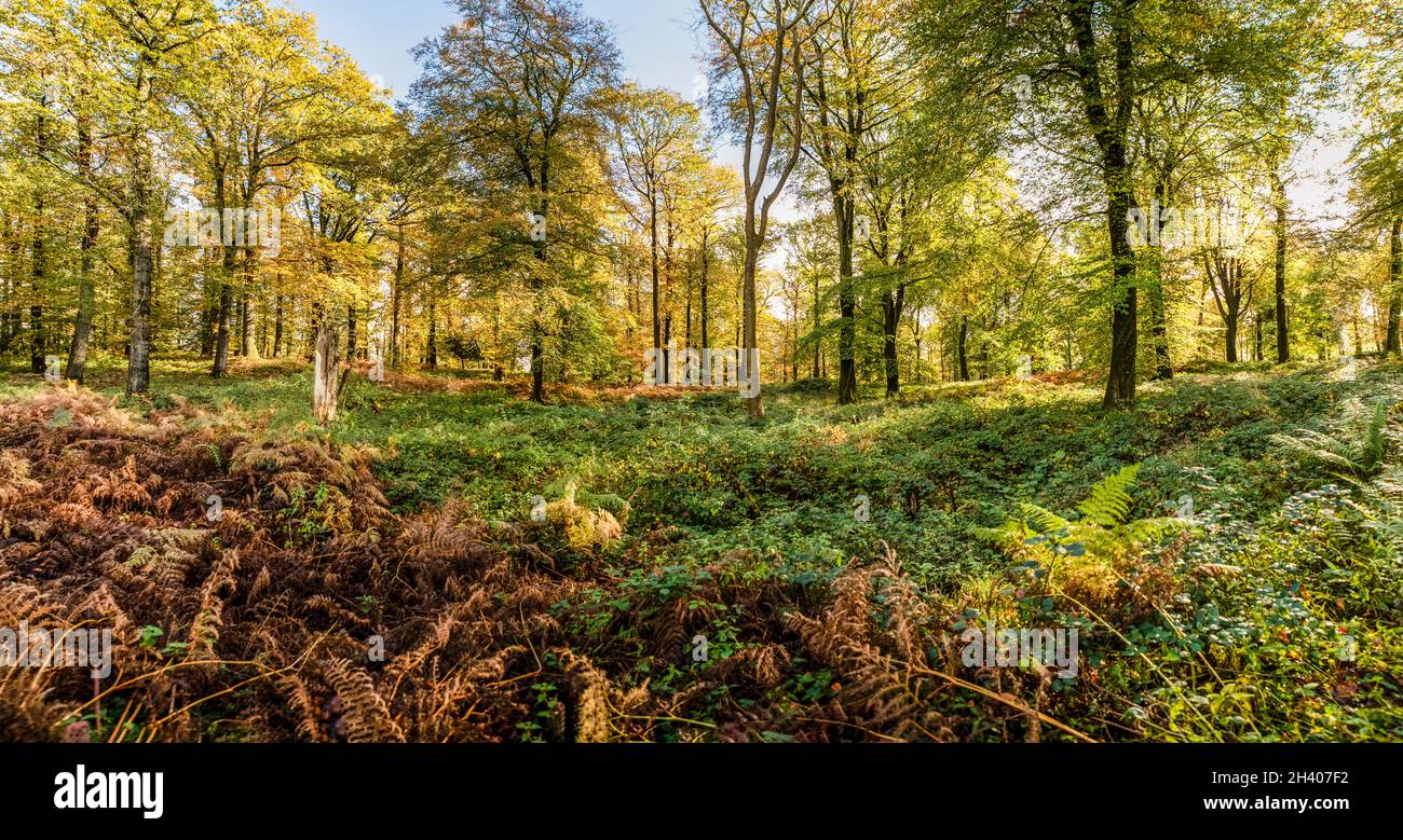 Autumn, Forest of Dean, England. Upper Old Park Woods Stock Photo - Alamy