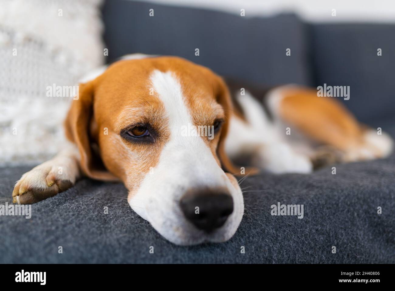 Adult male beagle dog resting in garden furniture. Shallow depth of ...