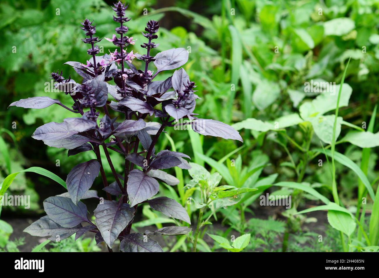 Purple basil plant hi-res stock photography and images - Alamy