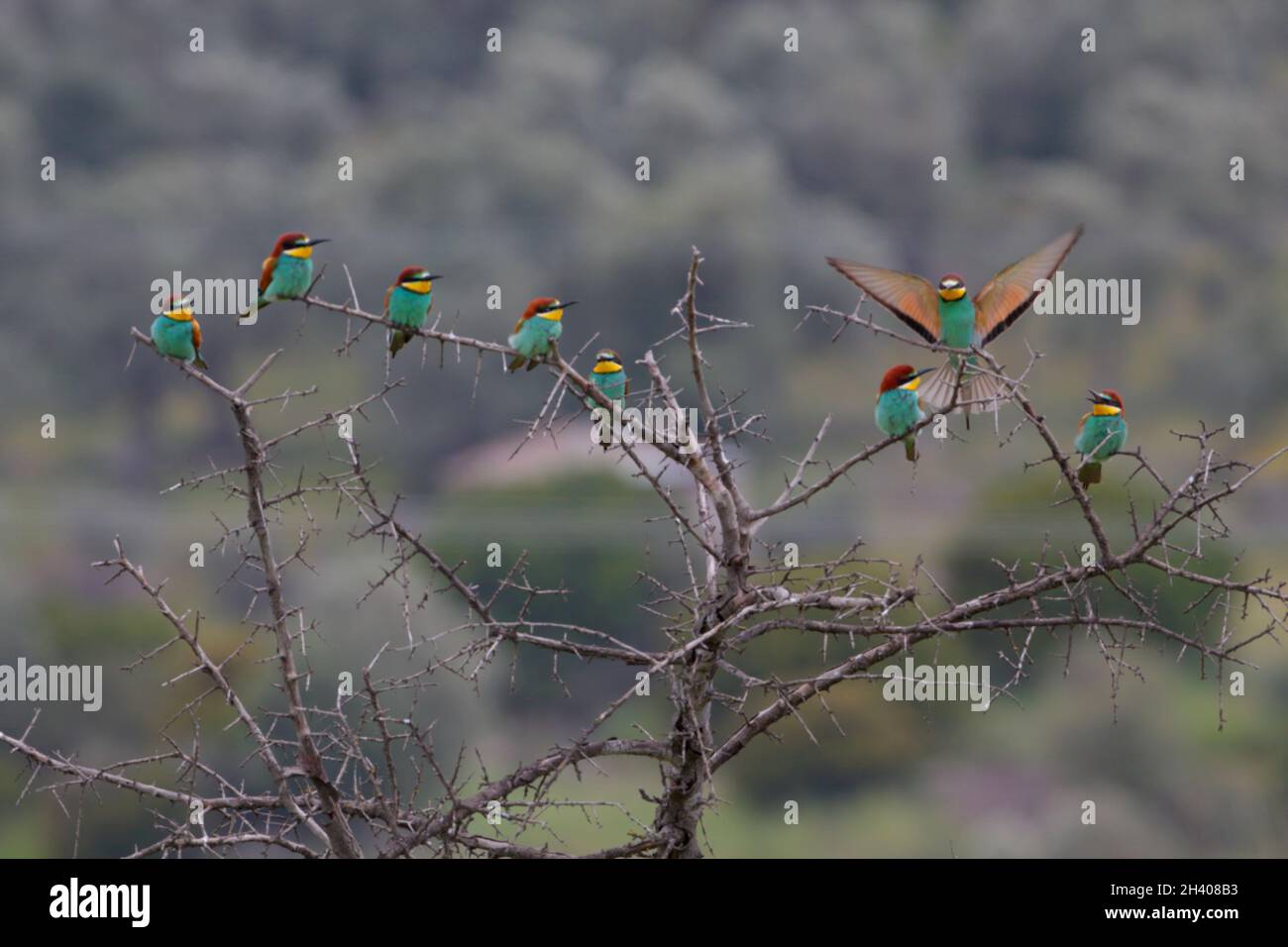 A flock of European Bee-eaters (Merops apiaster) in a tree in spring on ...