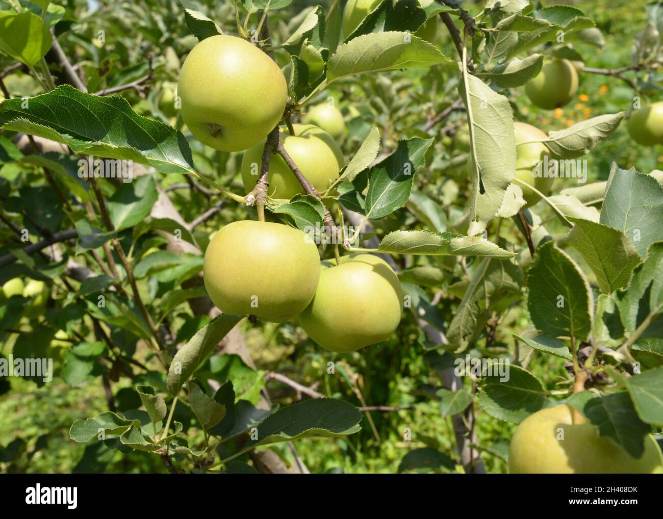 Golden Delicious apple on the apple tree with beautiful summer ...