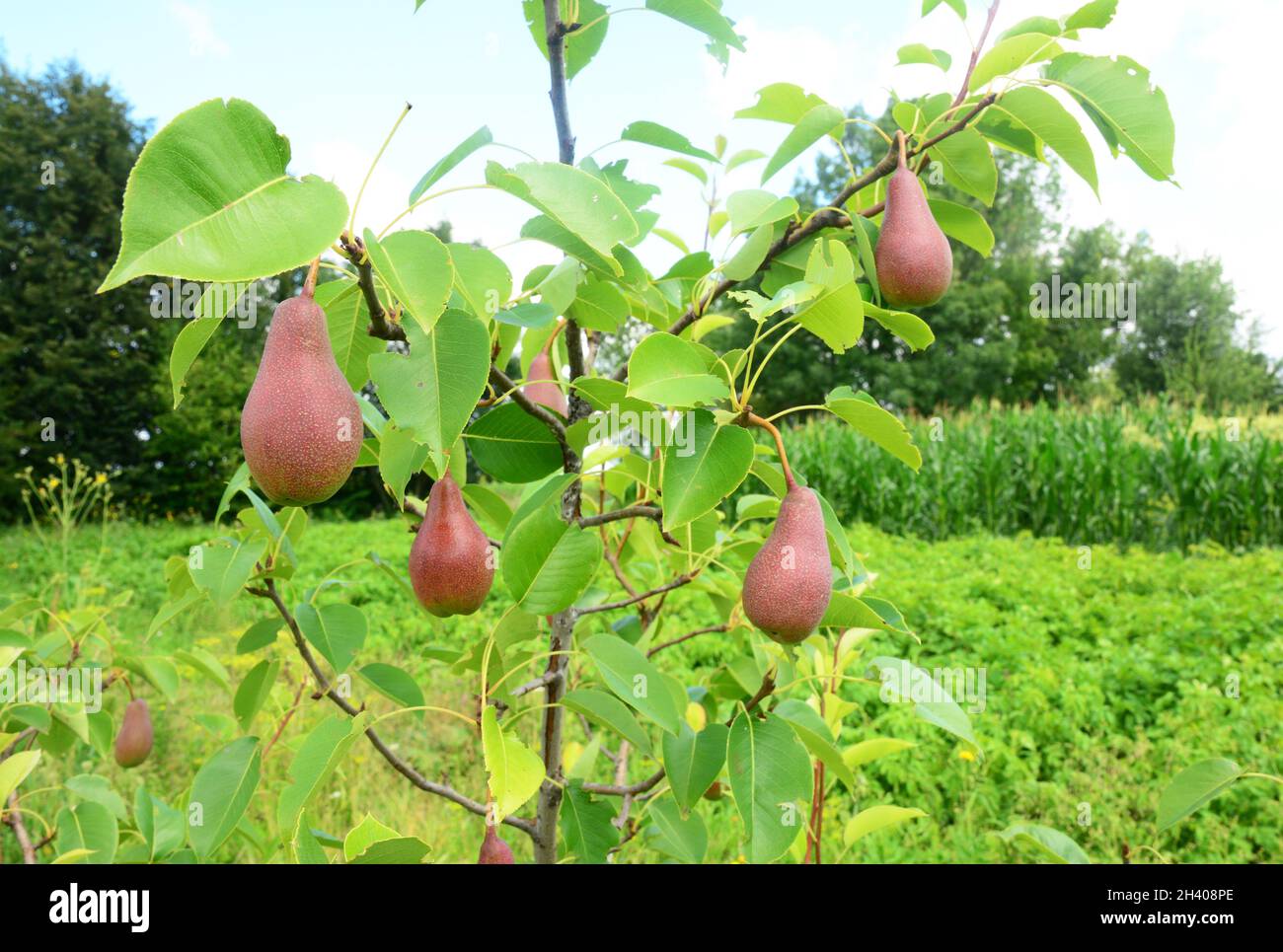 Growing pears in home garden Stock Photo - Alamy