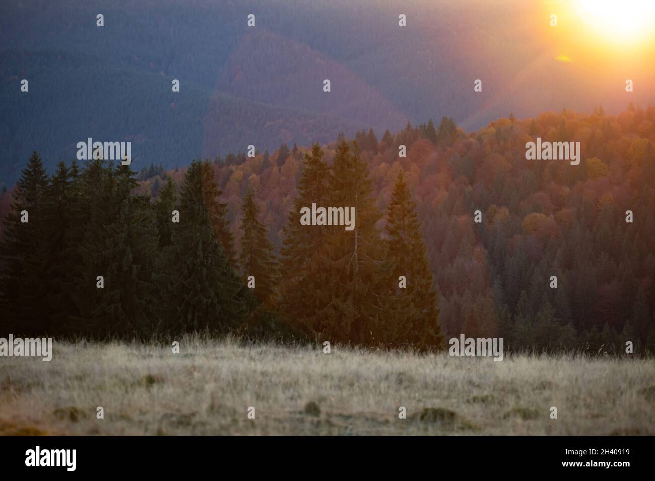 Magic sunset over pine forest at autumn Stock Photo - Alamy