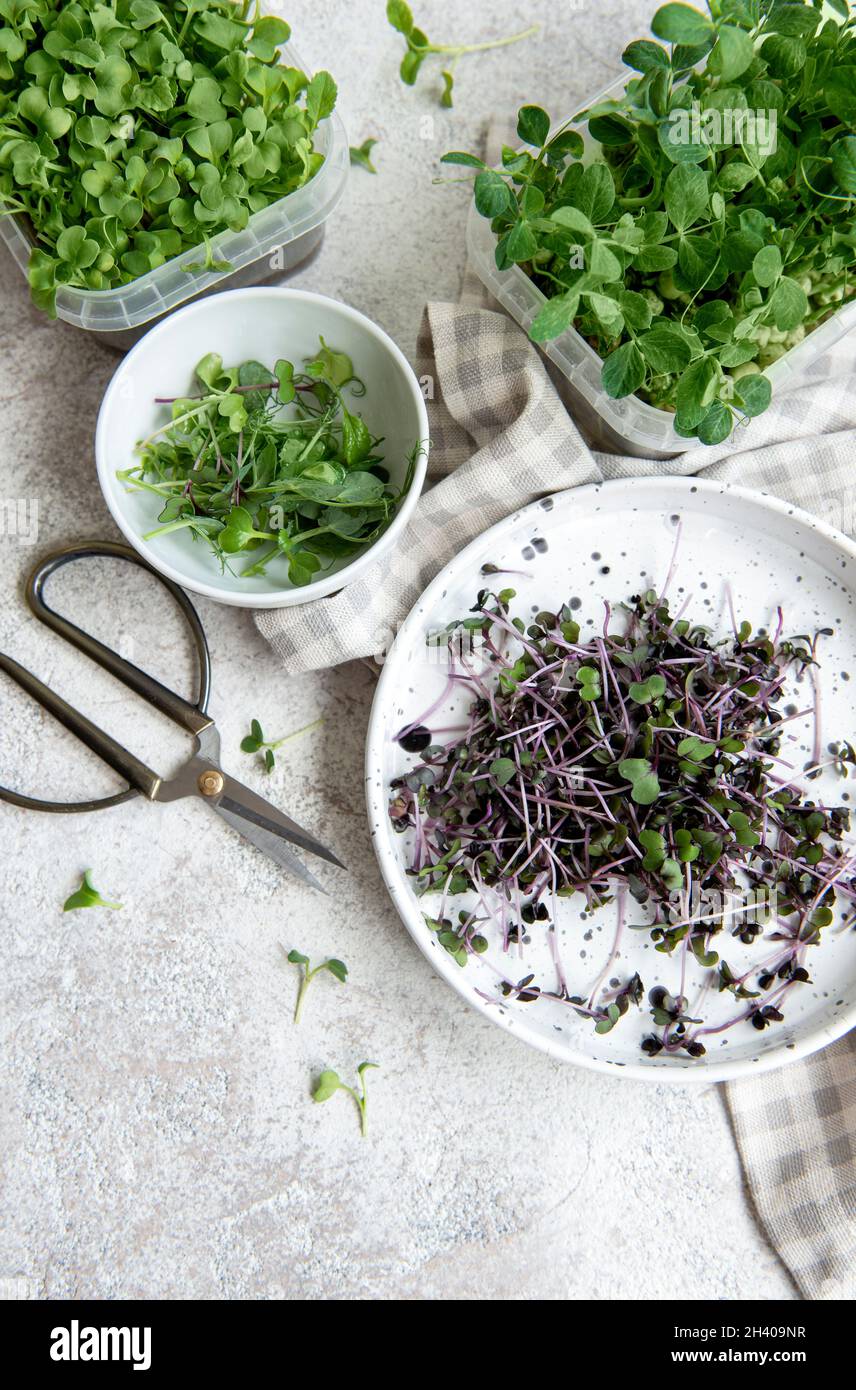 Microgreens assortment hi-res stock photography and images - Alamy