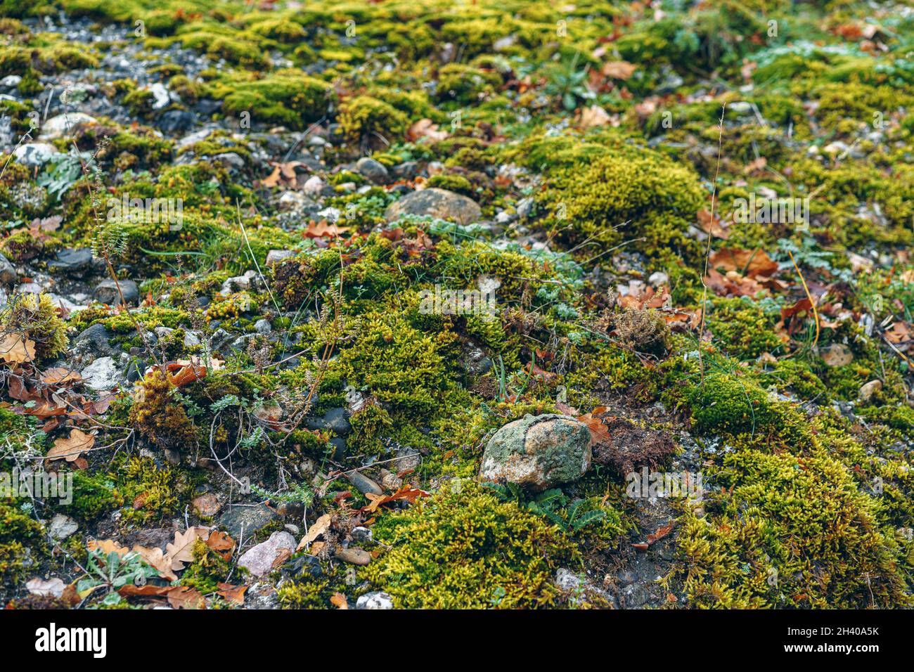 Green moss background texture in a wood Stock Photo - Alamy