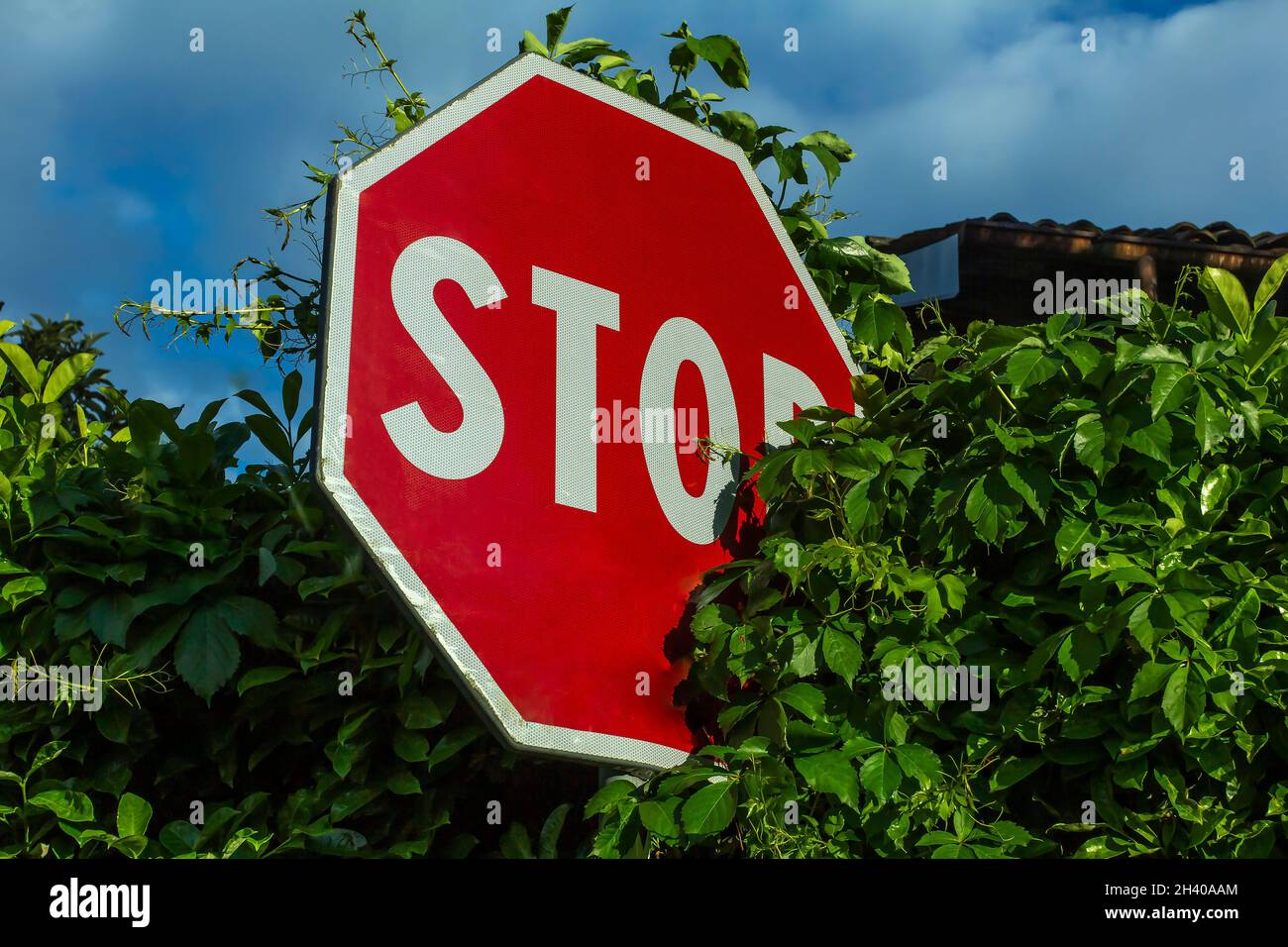Stop sign in the bush hi-res stock photography and images - Alamy