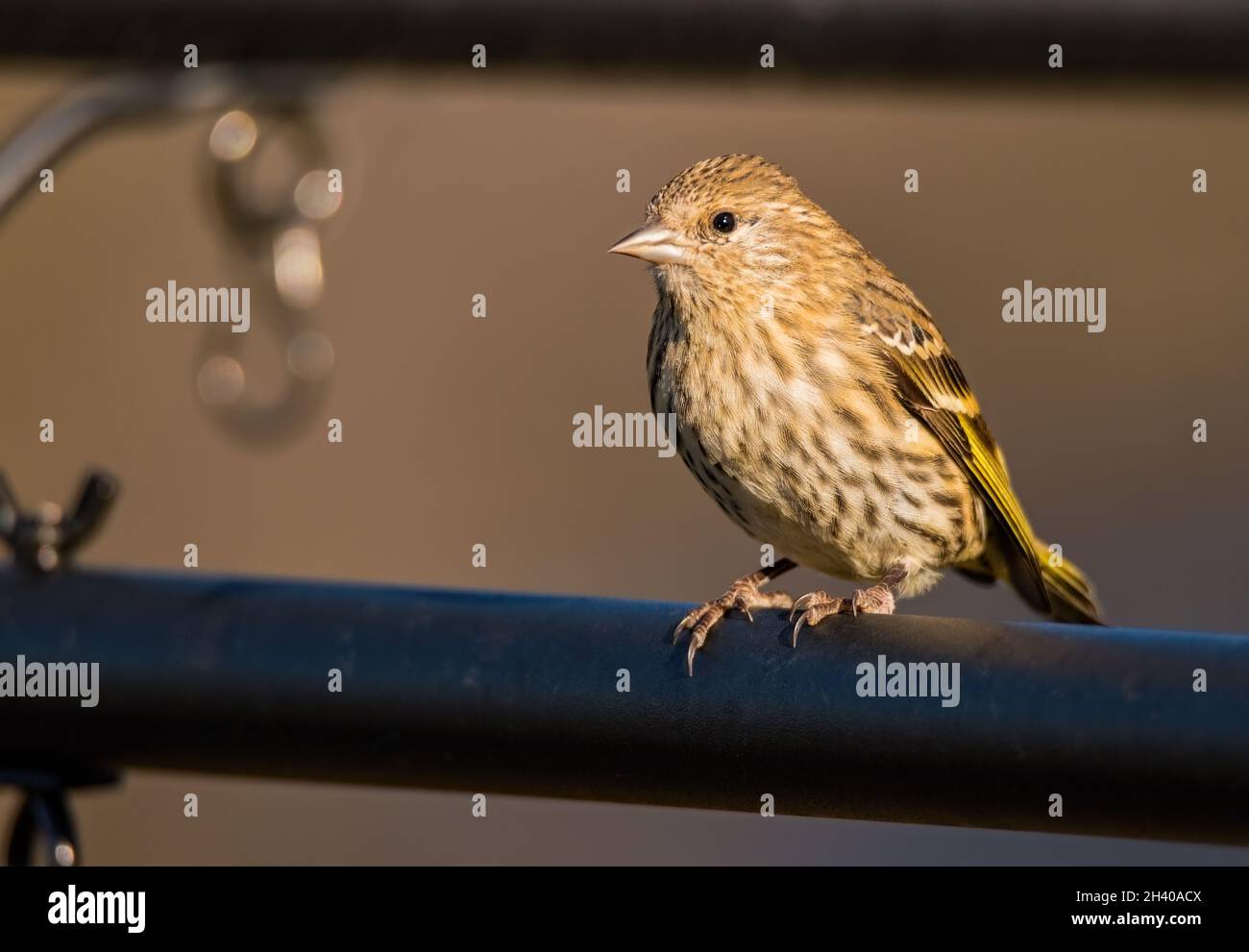 Songbird nature hi-res stock photography and images - Alamy