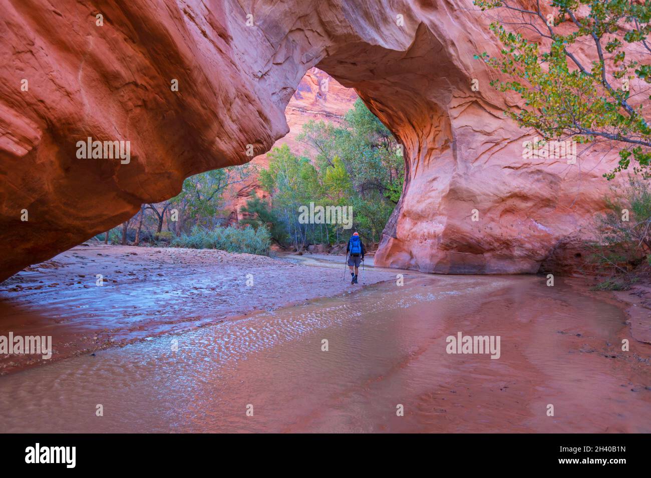 Unusual coyote hi-res stock photography and images - Alamy