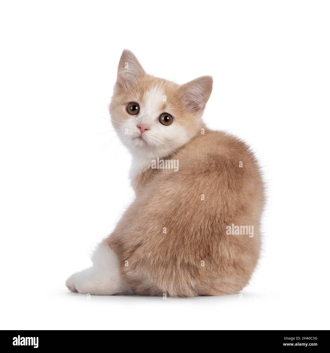Adorable tailless Manx cat kitten, sitting backwards. Looking over ...