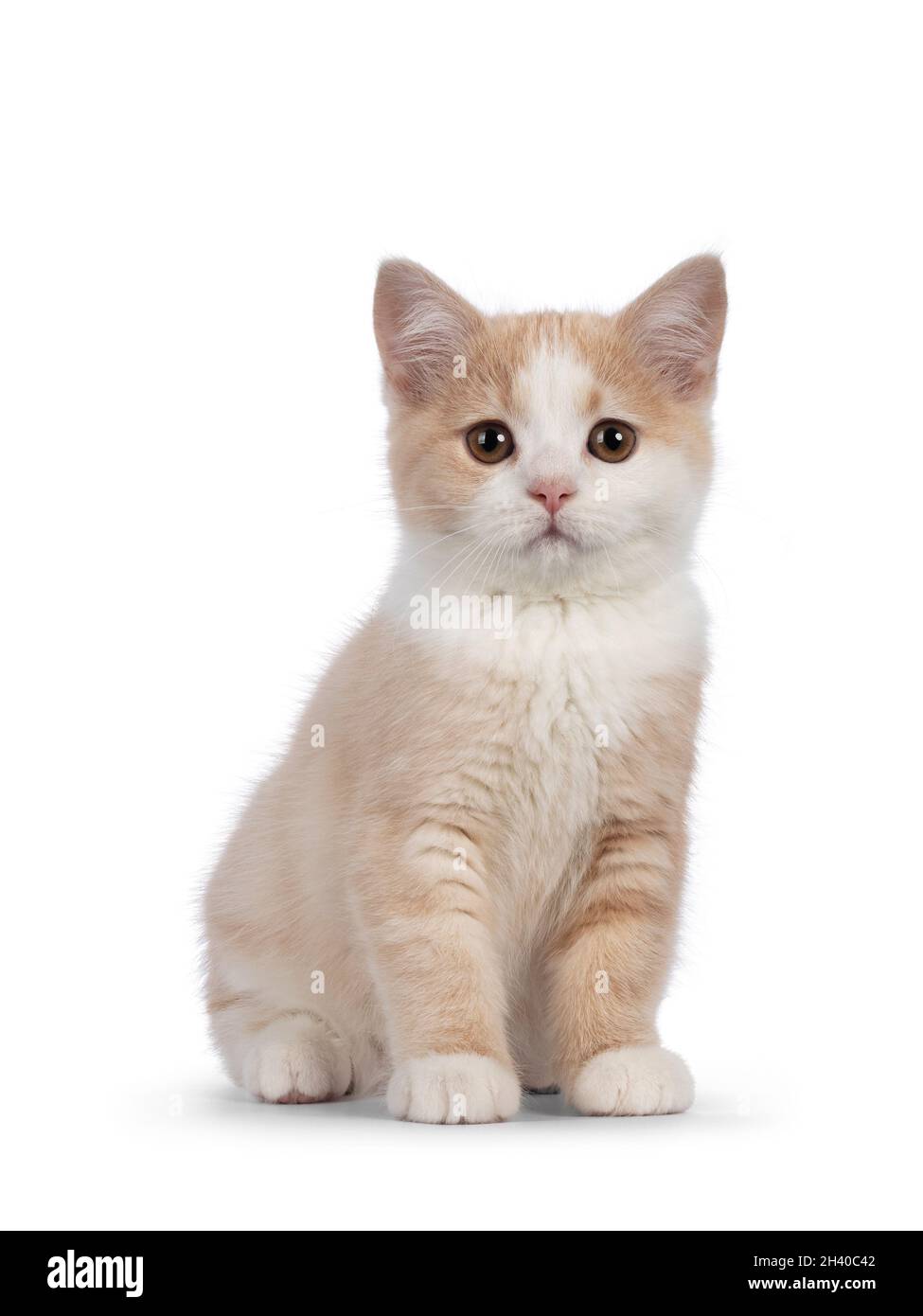 Adorable tailless Manx cat kitten, sitting up facing front. Looking ...