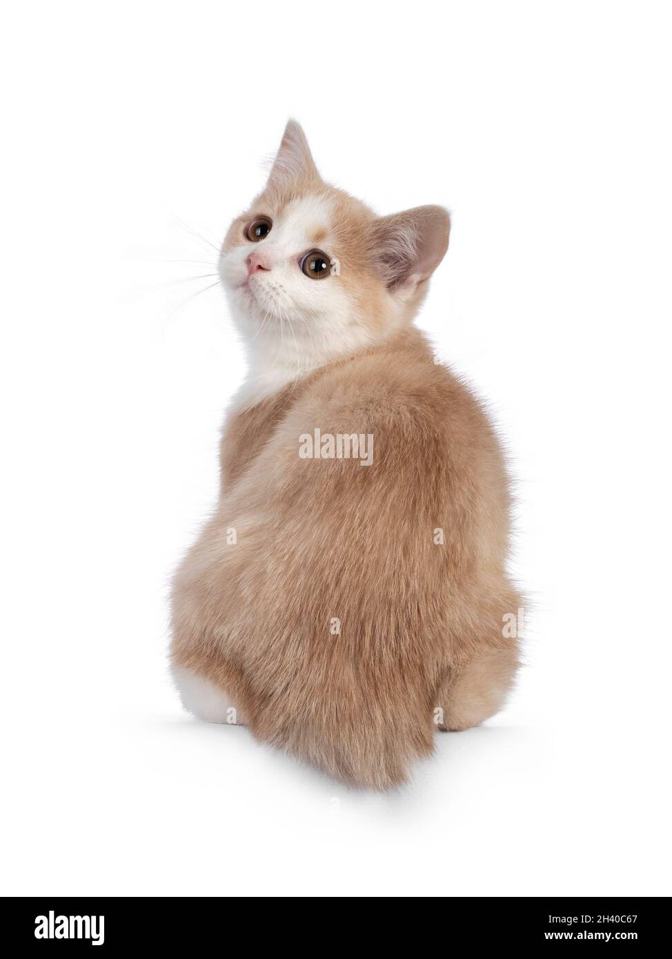 Adorable tailless Manx cat kitten, sitting backwards on edge Looking ...