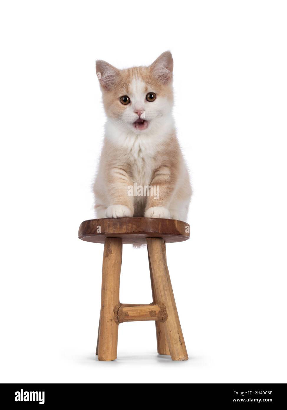 Adorable tailless Manx cat kitten, sitting facing front on little ...