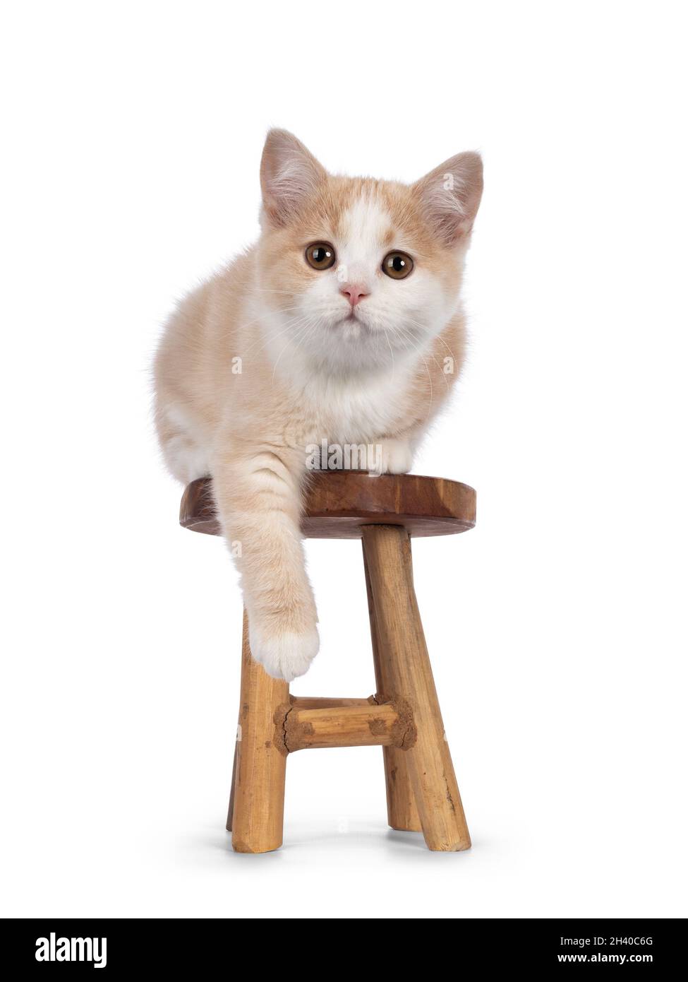 Adorable tailless Manx cat kitten, laying facing front on little wooden ...