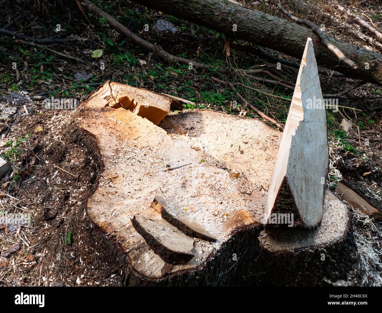 Falling wedge burst after prolonged heavy use in logging. Tree ...