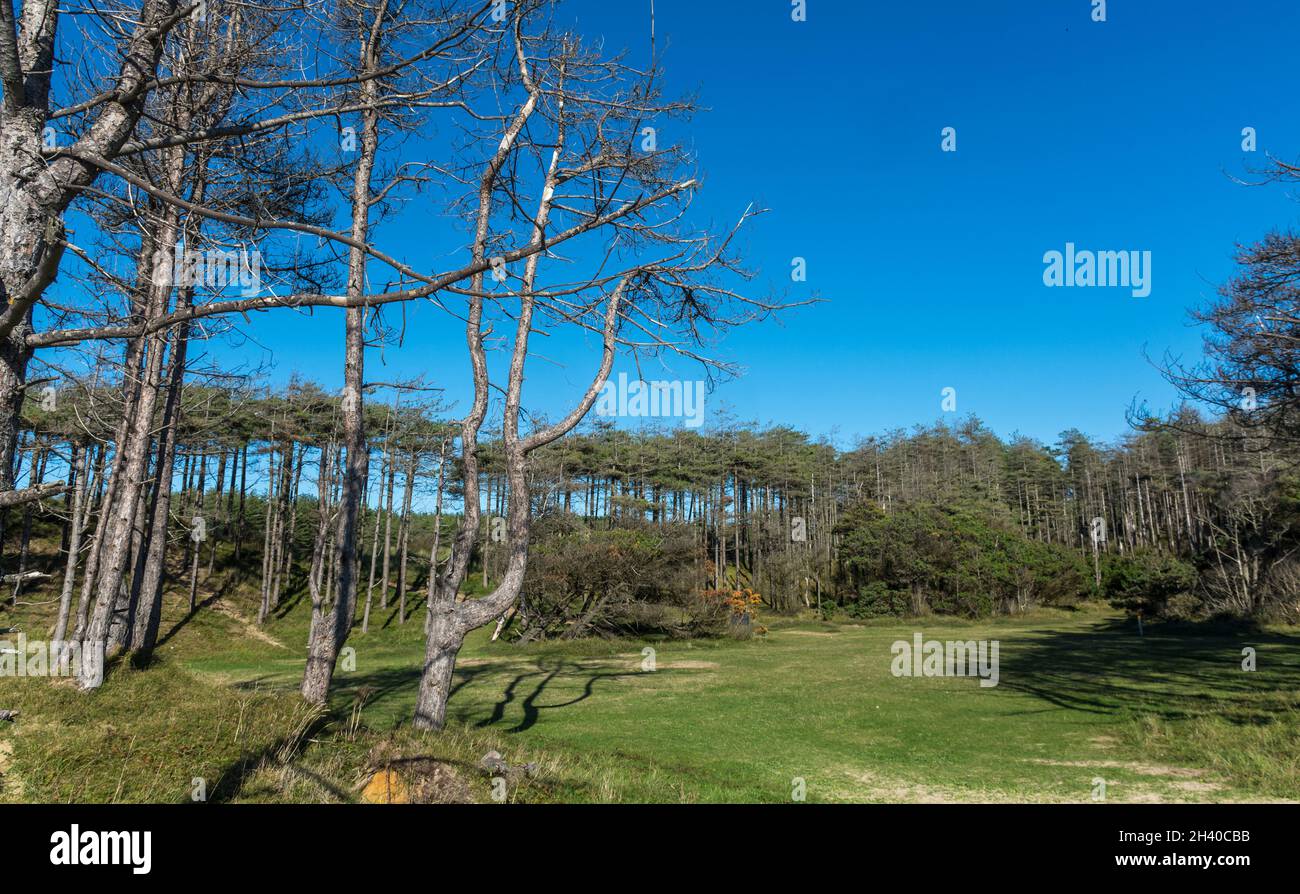 Newborough forest views, Anglesey, North Wales, UK. Taken on 15th ...
