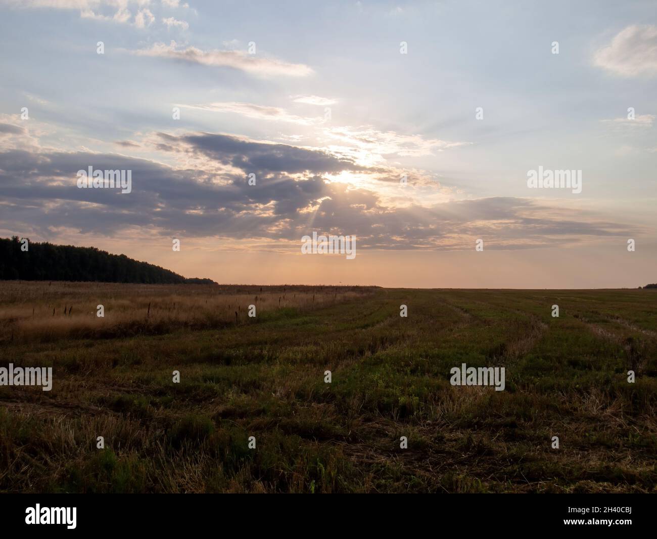 Mowed grain hi-res stock photography and images - Alamy