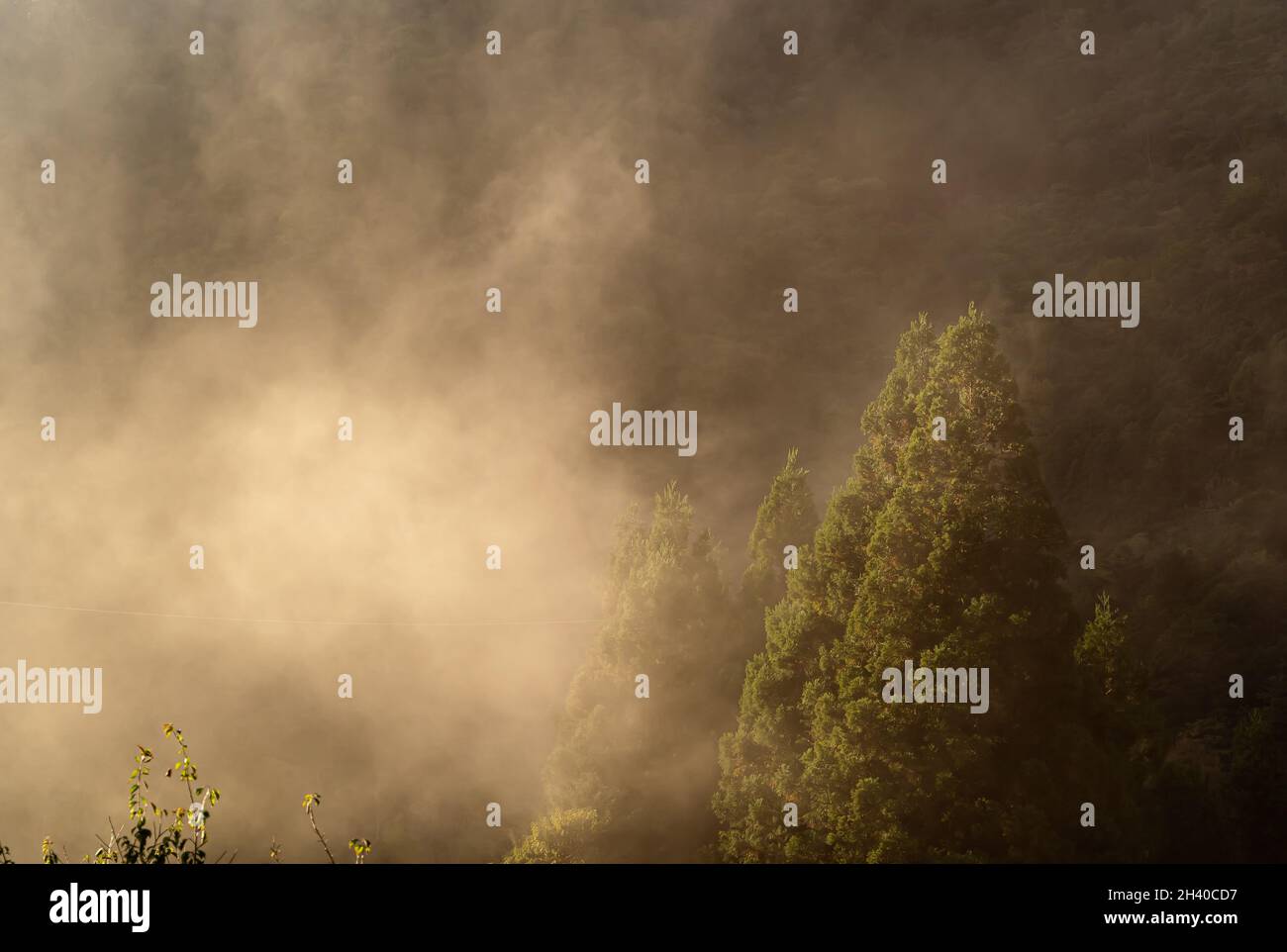 Misty mountain forest landscape in the cold morning. fantasy forest ...