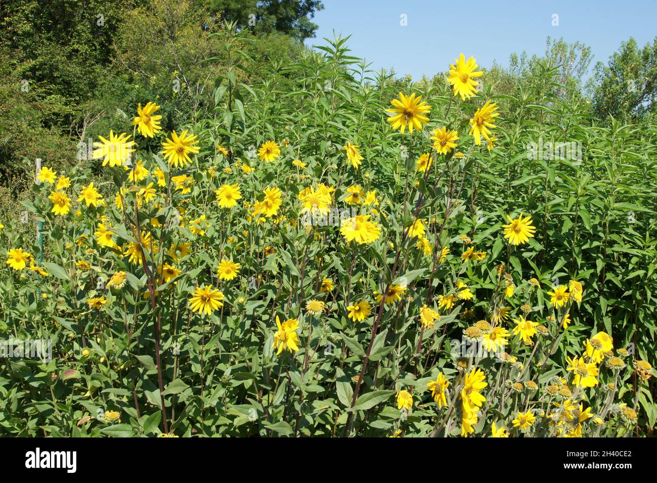 Helianthus grosseserratus, sawtooth sunflower Stock Photo - Alamy