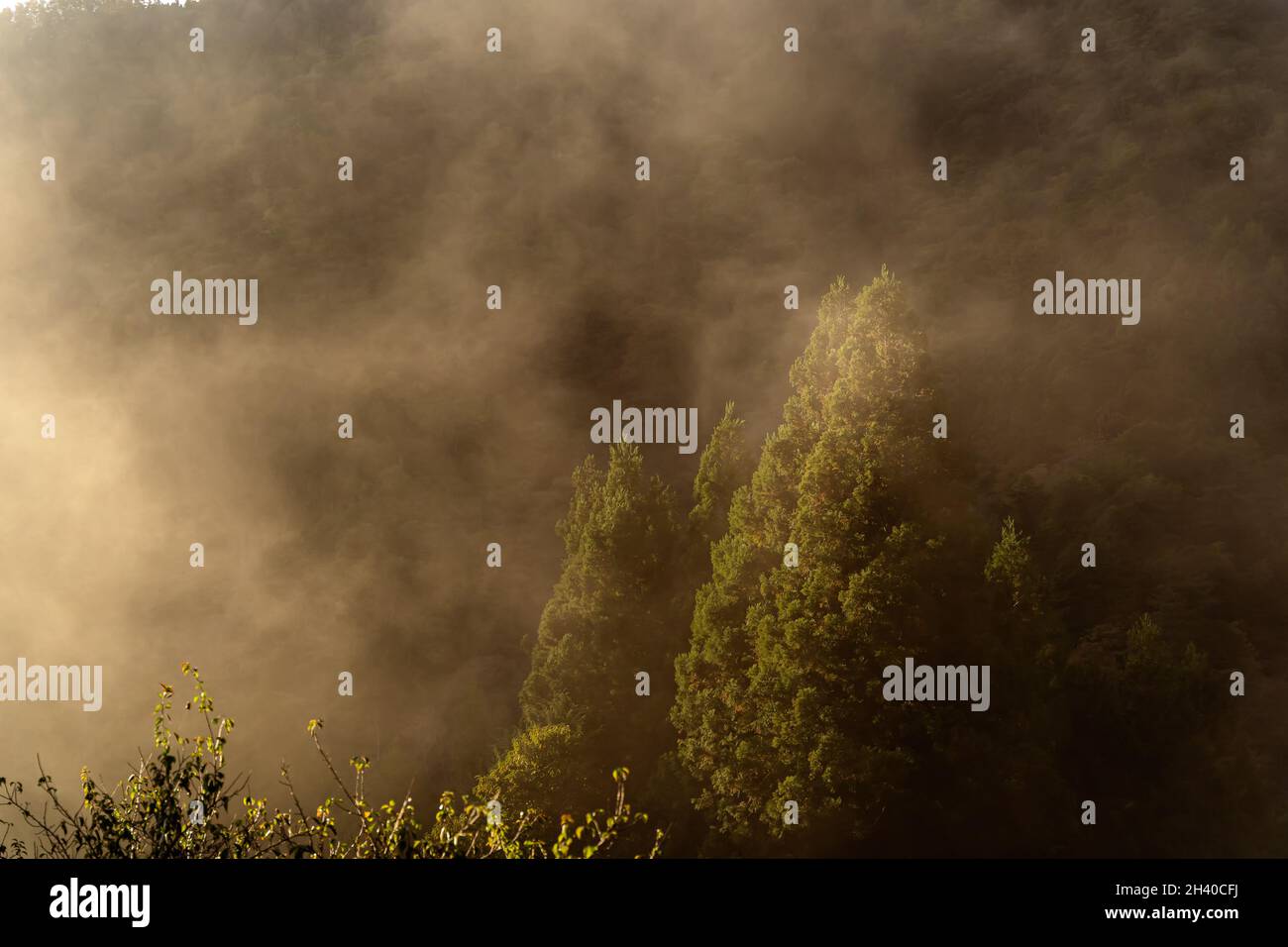 Misty mountain forest landscape in the cold morning. fantasy forest ...