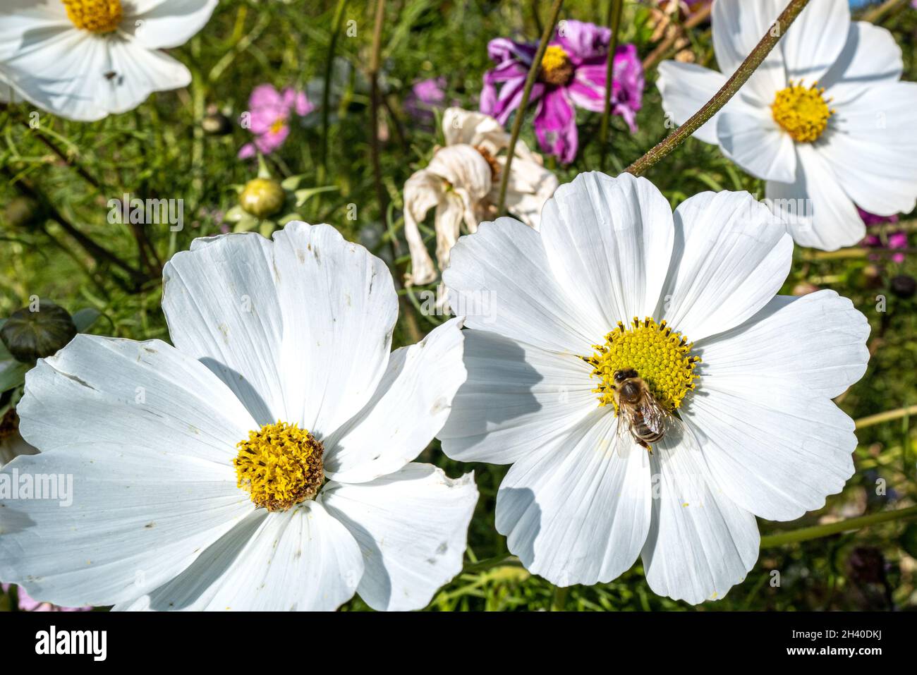 Honeybee visiting flower hi-res stock photography and images - Alamy