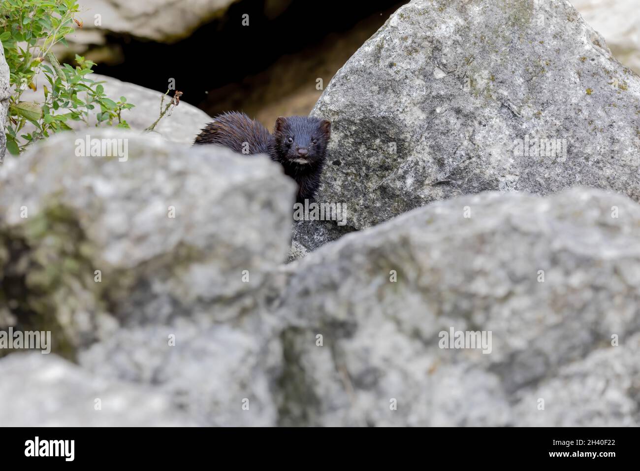 The American mink (Neogale vison Stock Photo - Alamy