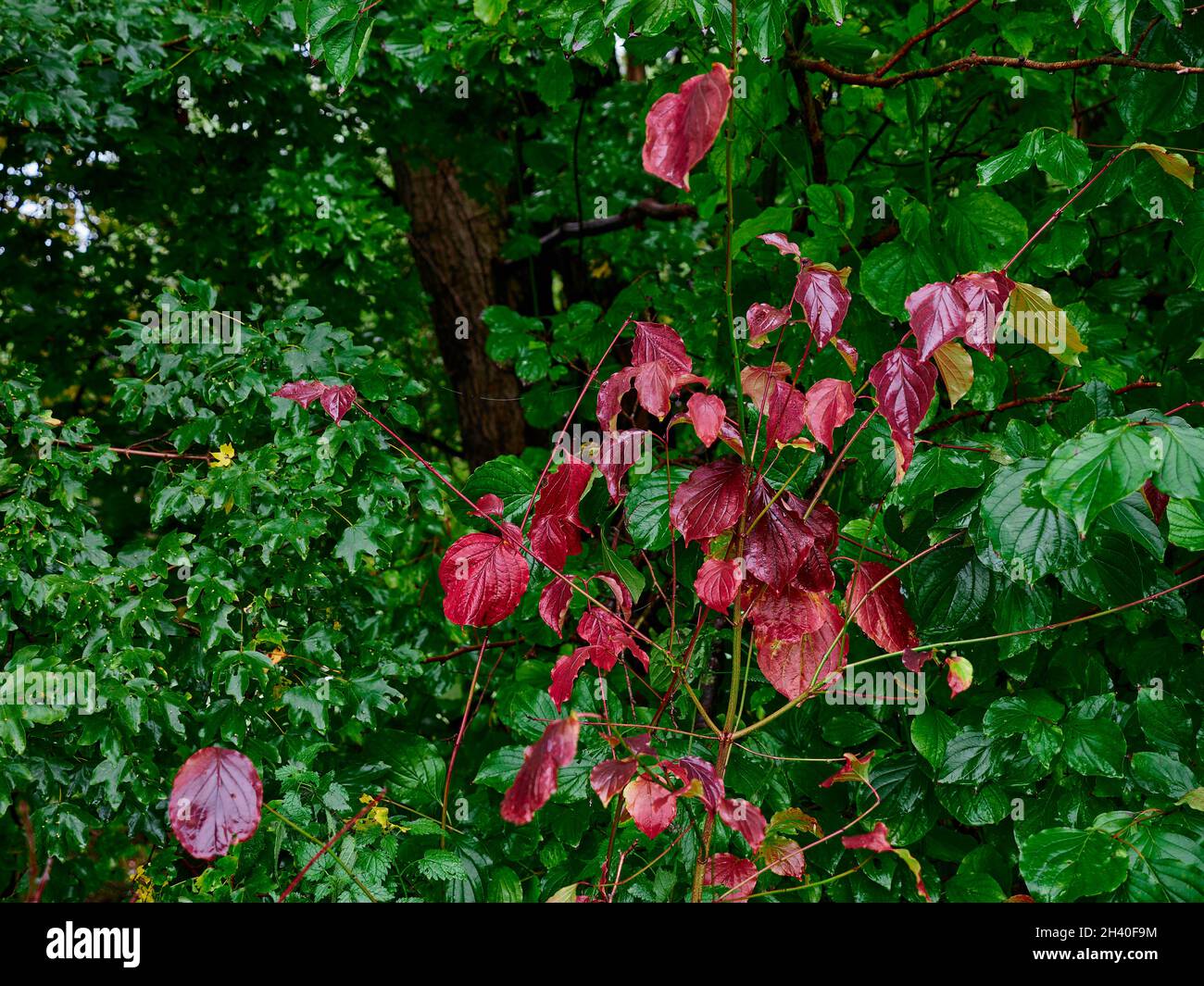 Dark red leaves in hi-res stock photography and images - Alamy