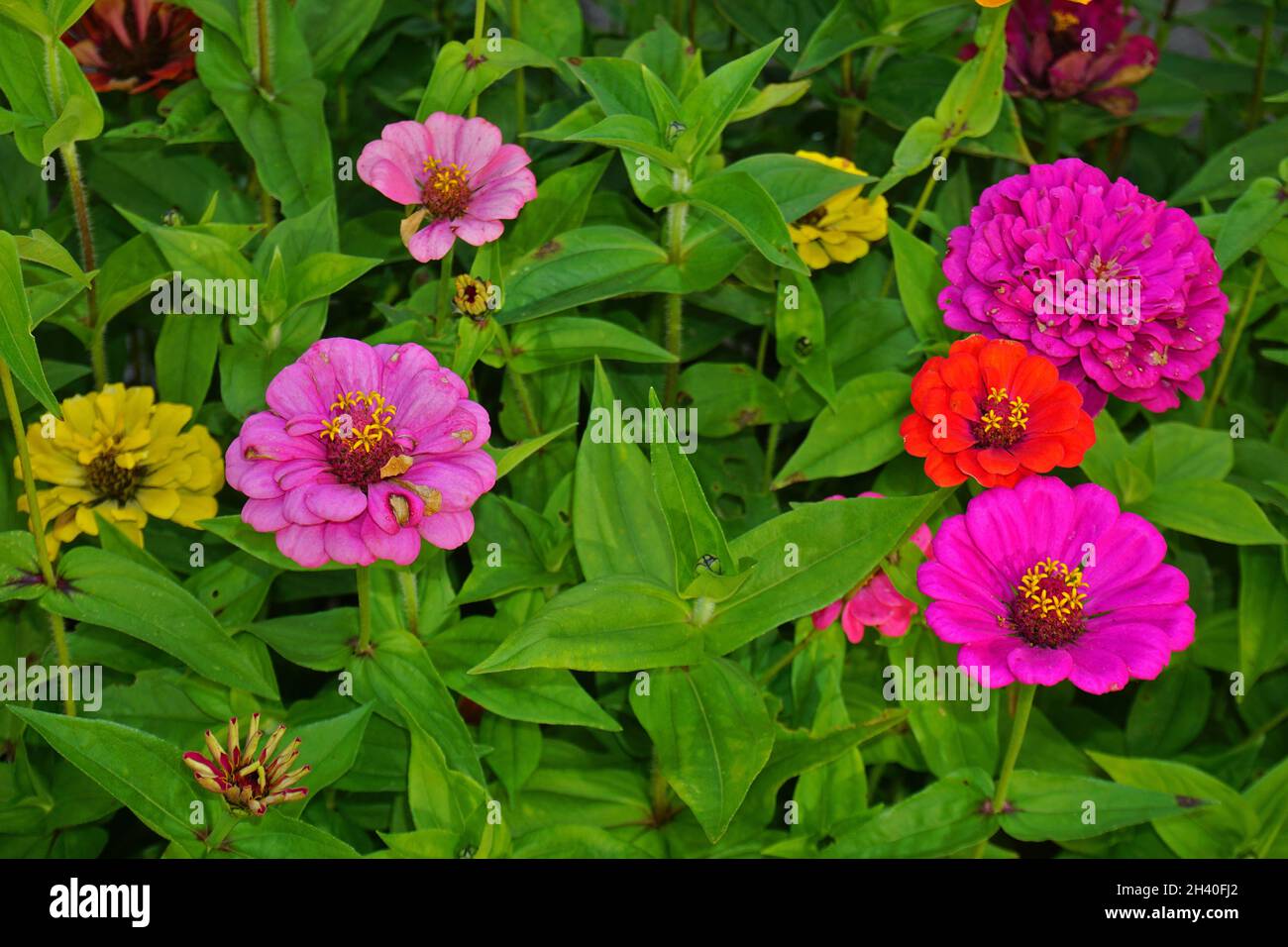 Zinnia daisy hi-res stock photography and images - Alamy
