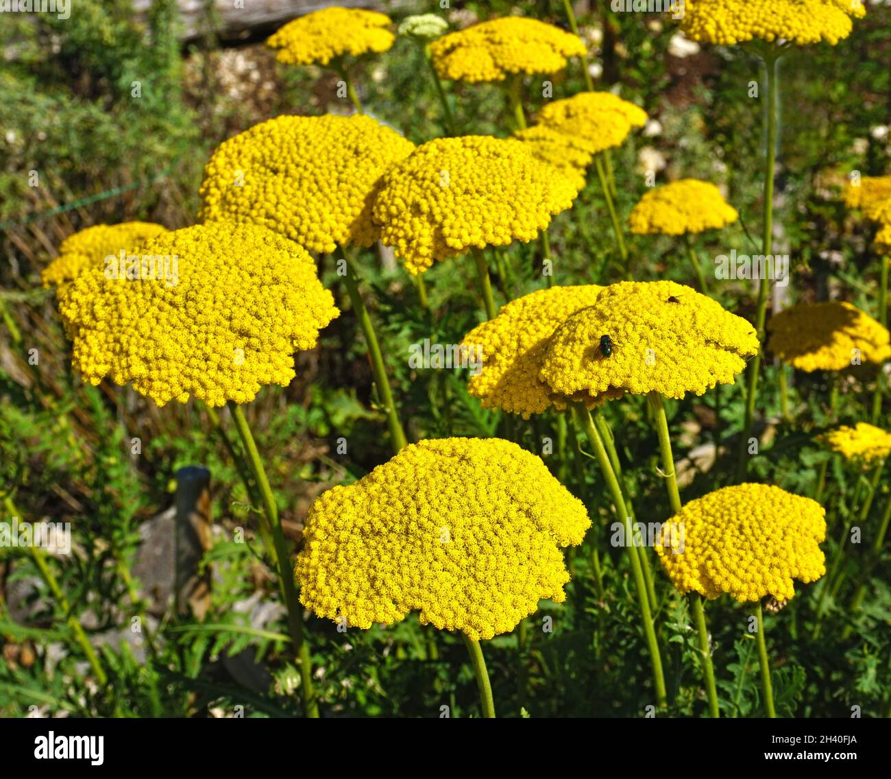 Nancy mace hi-res stock photography and images - Alamy