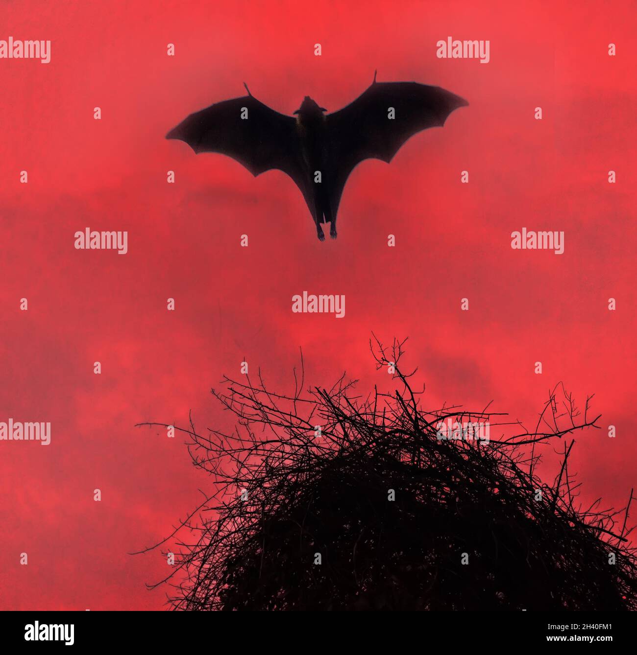 Terrible horrible bat silhouette in sky in flight Stock Photo - Alamy