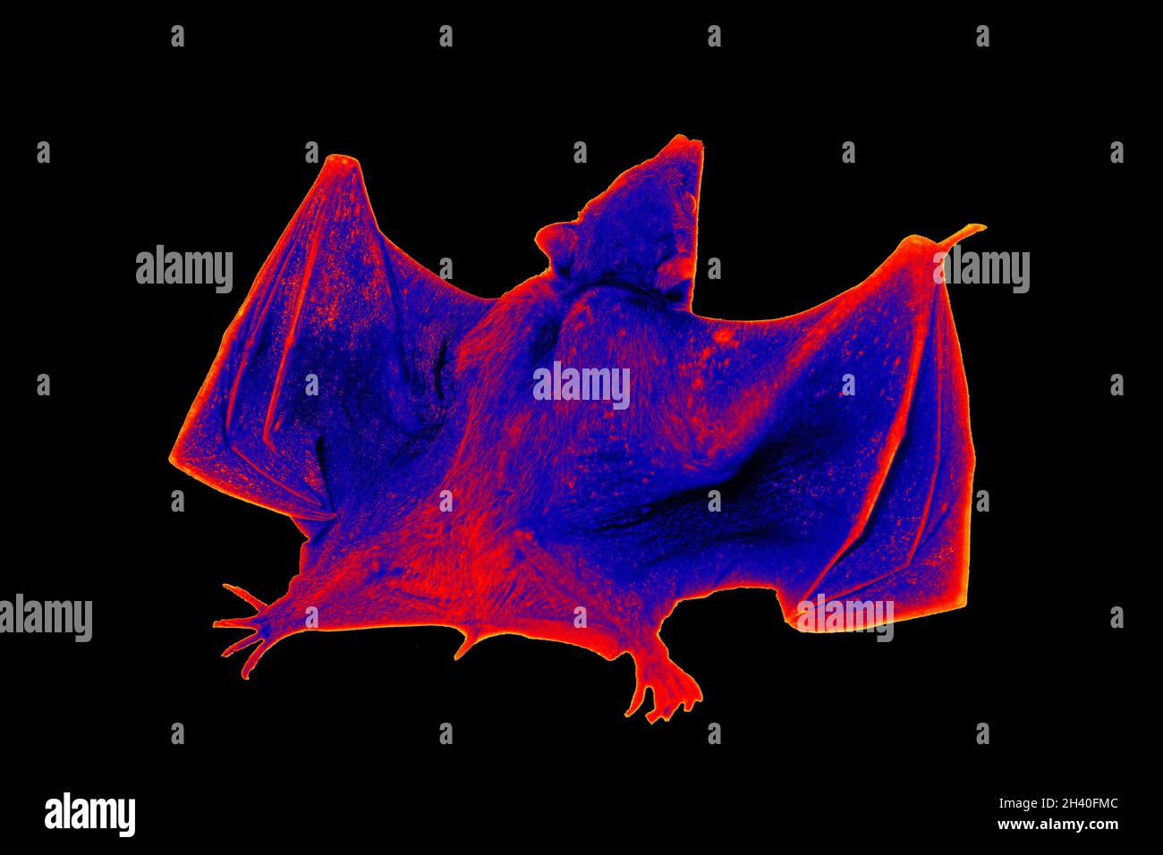 A bat flying in the black night space Stock Photo - Alamy