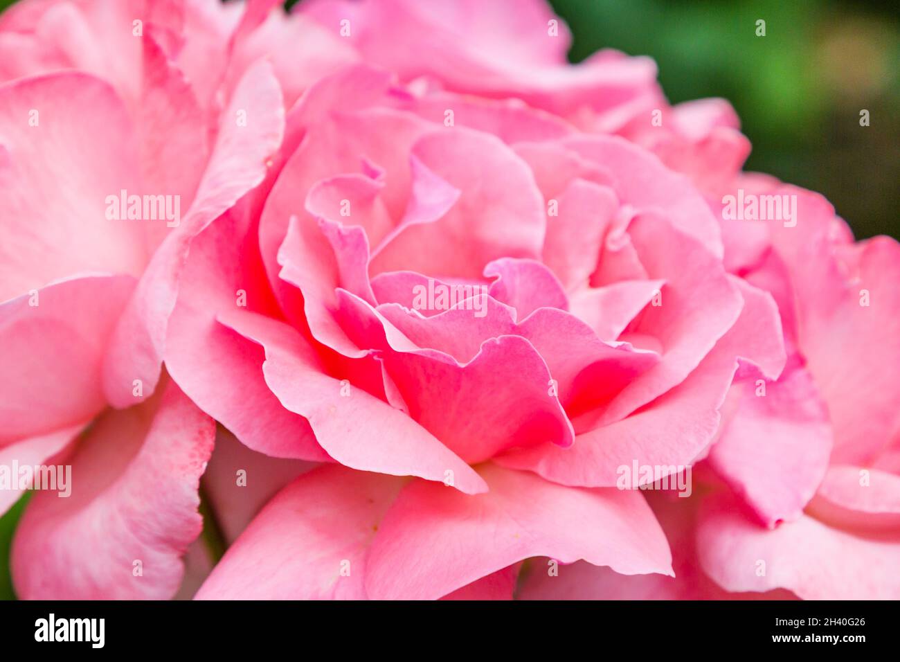 Rose macro hi-res stock photography and images - Alamy