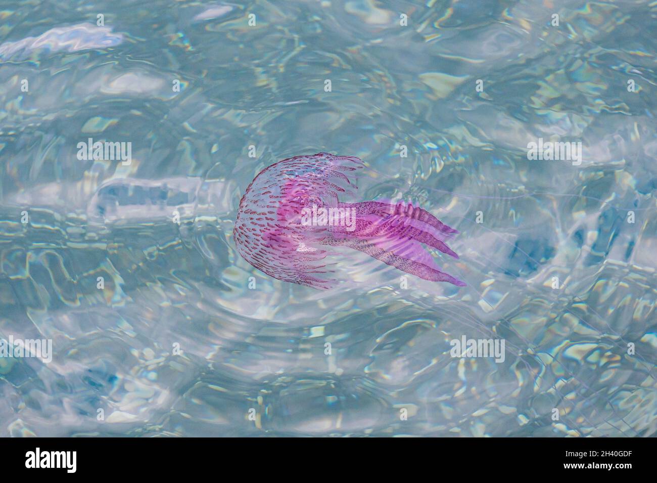 Pink jellyfish hi-res stock photography and images - Alamy