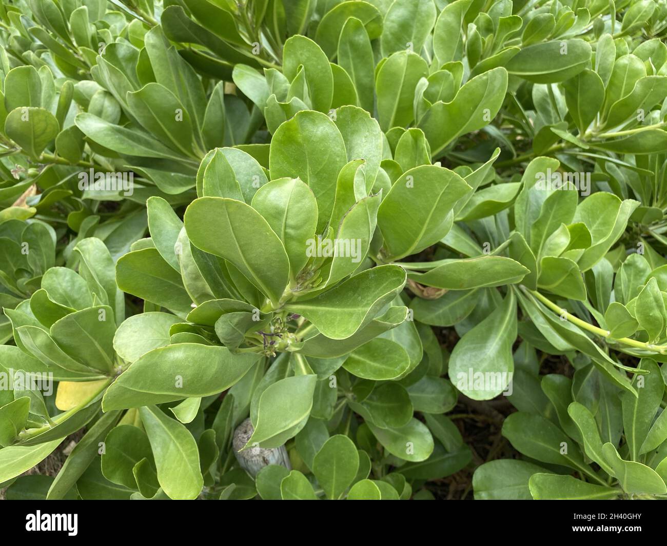 Lettucetree hi-res stock photography and images - Alamy