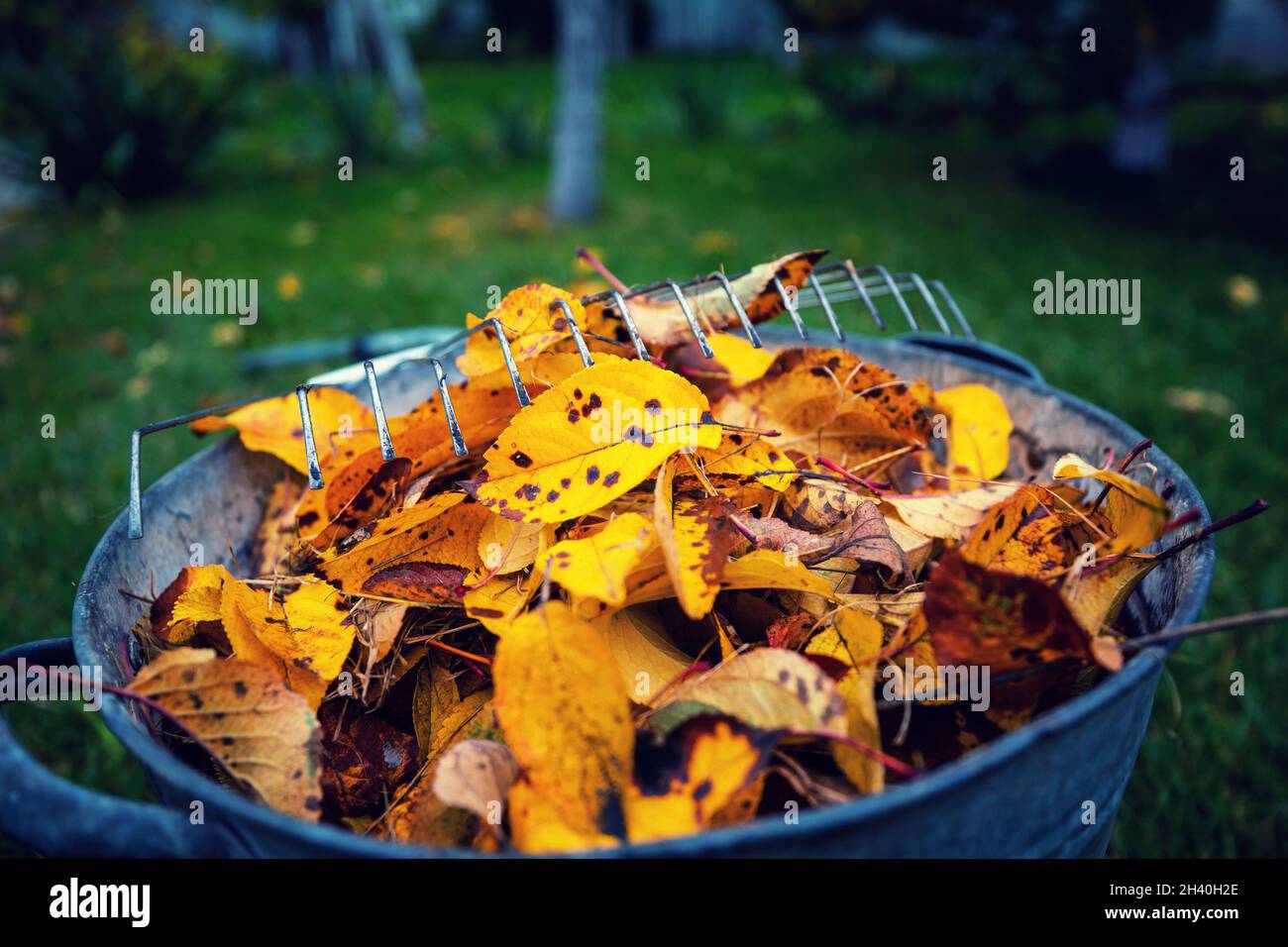Autumn leaves in garden Stock Photo - Alamy