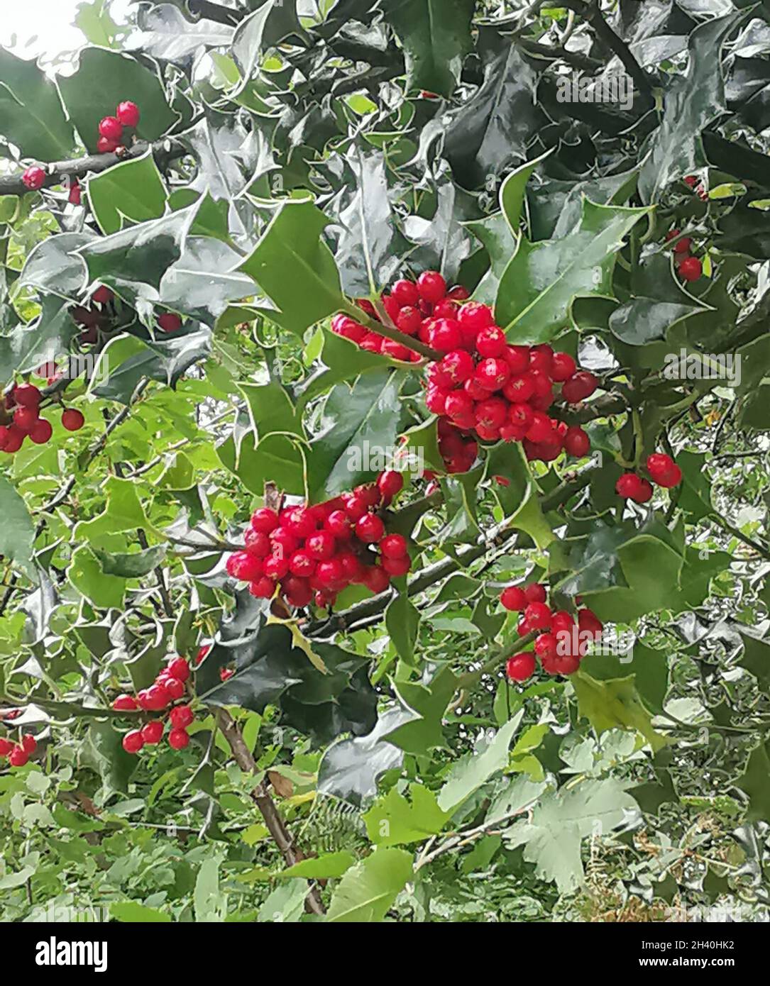Holly in natural setting hi-res stock photography and images - Alamy