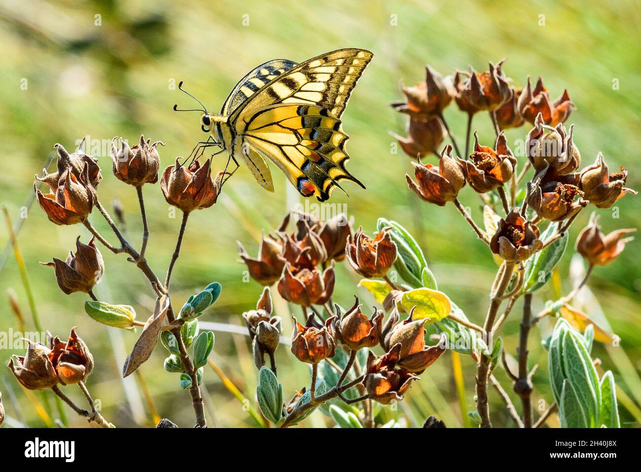 The yellow swallowtail hi-res stock photography and images - Alamy