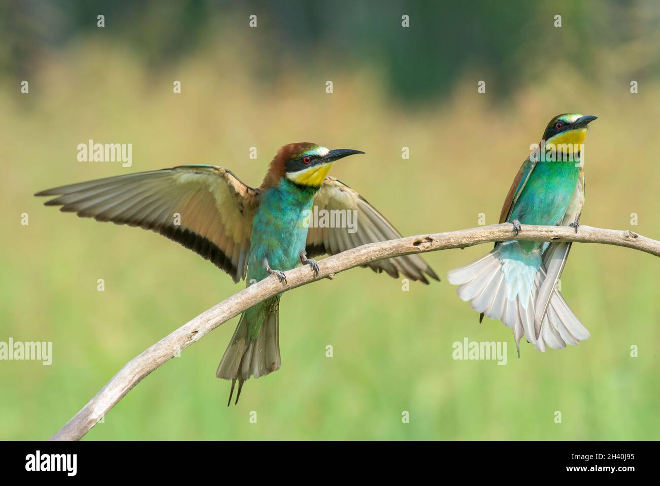 Bee-eater spreading wings Stock Photo - Alamy