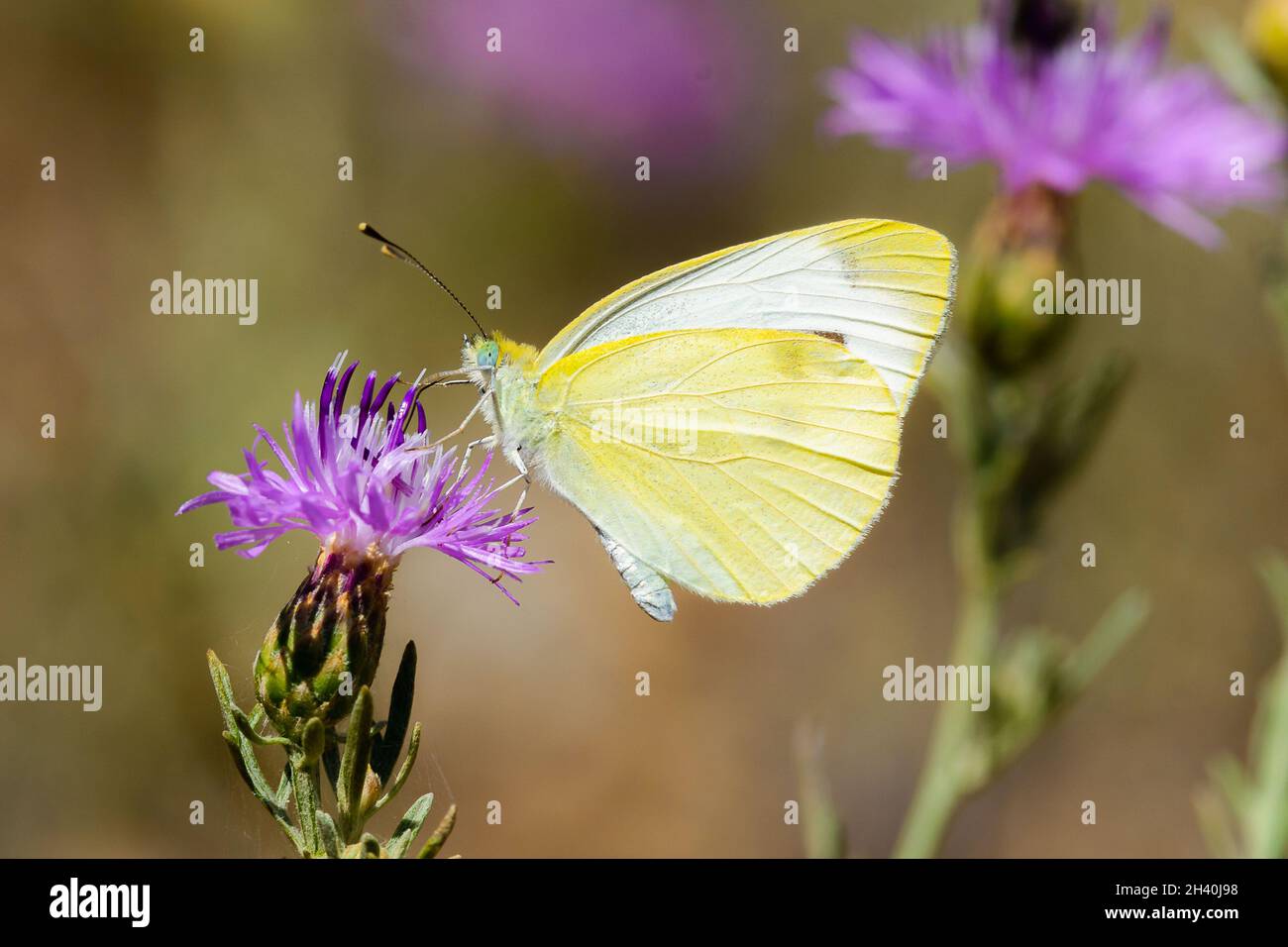 European cabbage white hi-res stock photography and images - Alamy