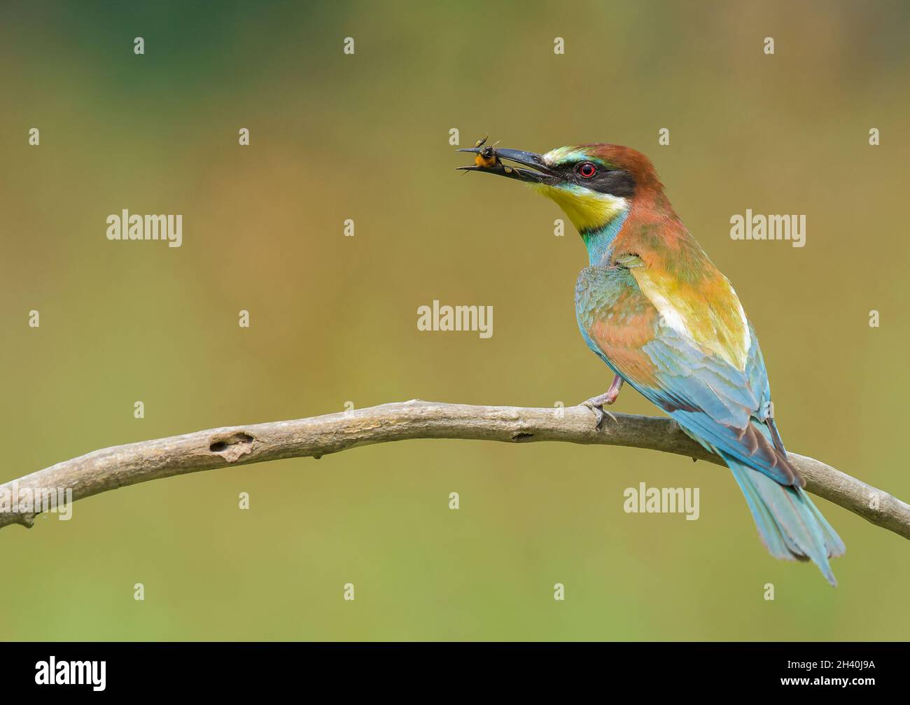 Insect eating birds hi-res stock photography and images - Alamy