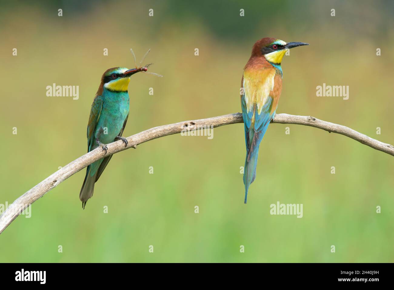 Two Bee-eaters on a branch Stock Photo - Alamy