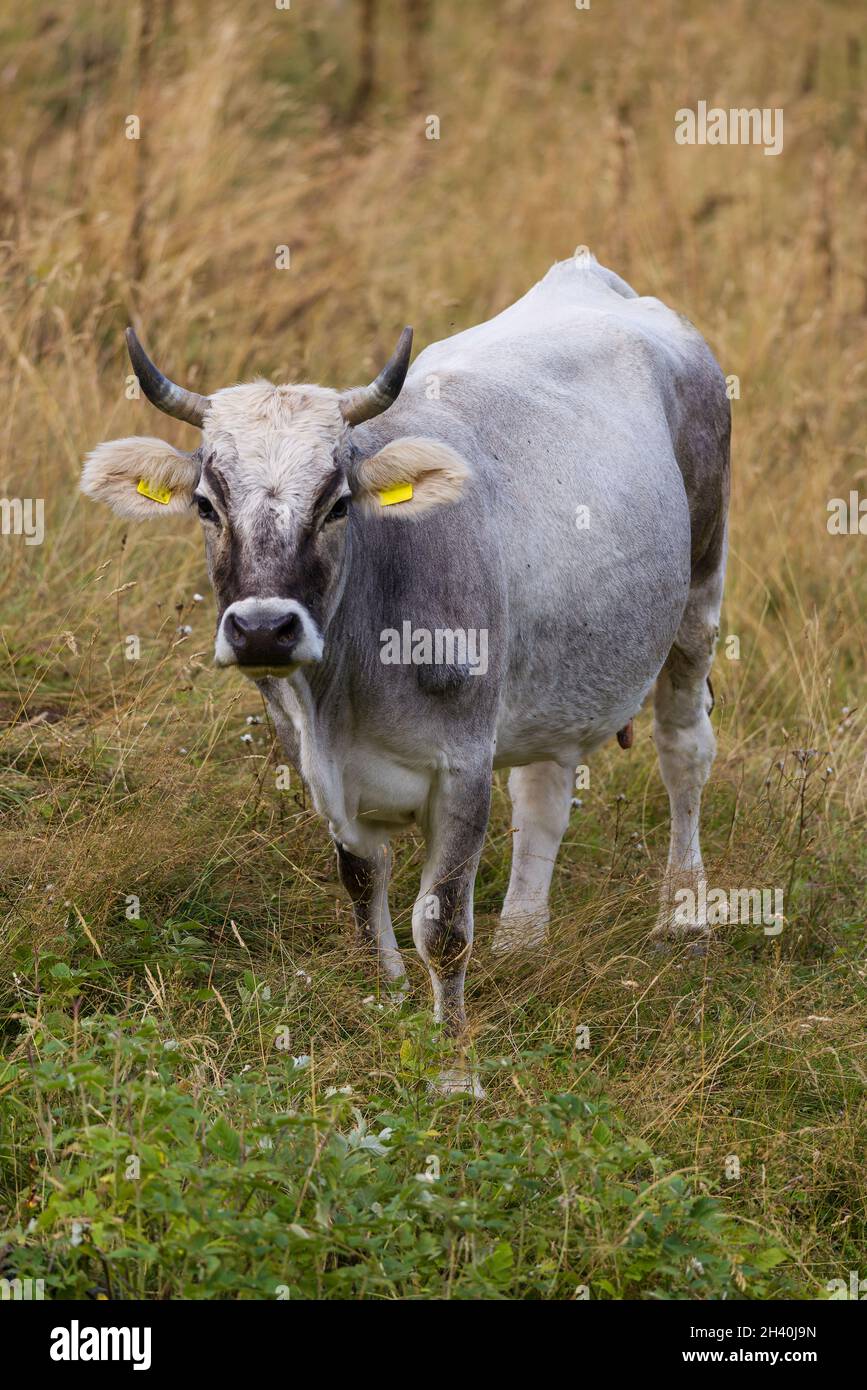 Cattle italy hi-res stock photography and images - Alamy