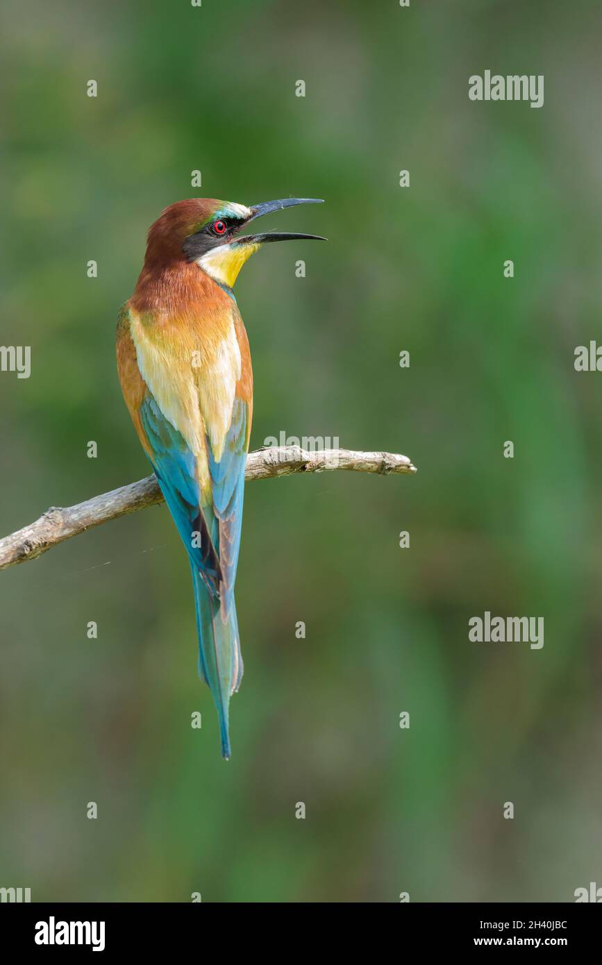 Bee-eater on a branch Stock Photo - Alamy