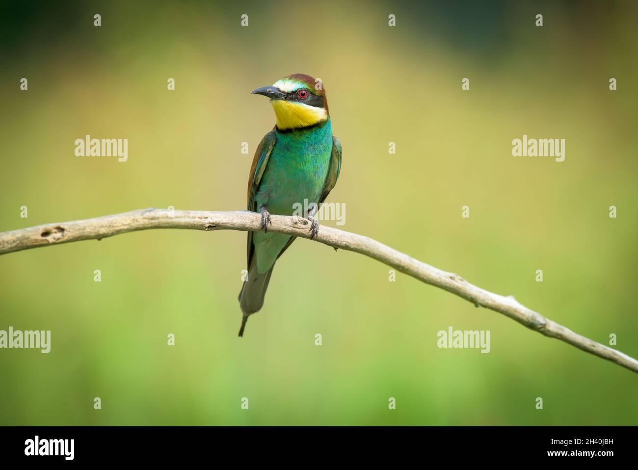 Bee-eater on a branch Stock Photo - Alamy
