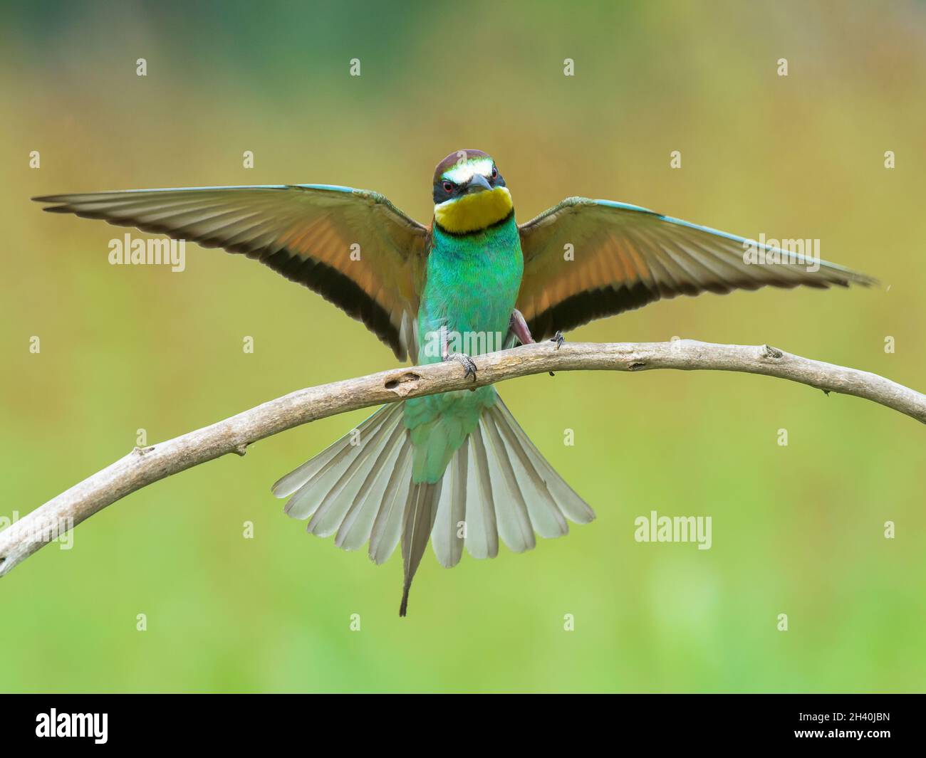 Bee-eater spreading wings Stock Photo - Alamy