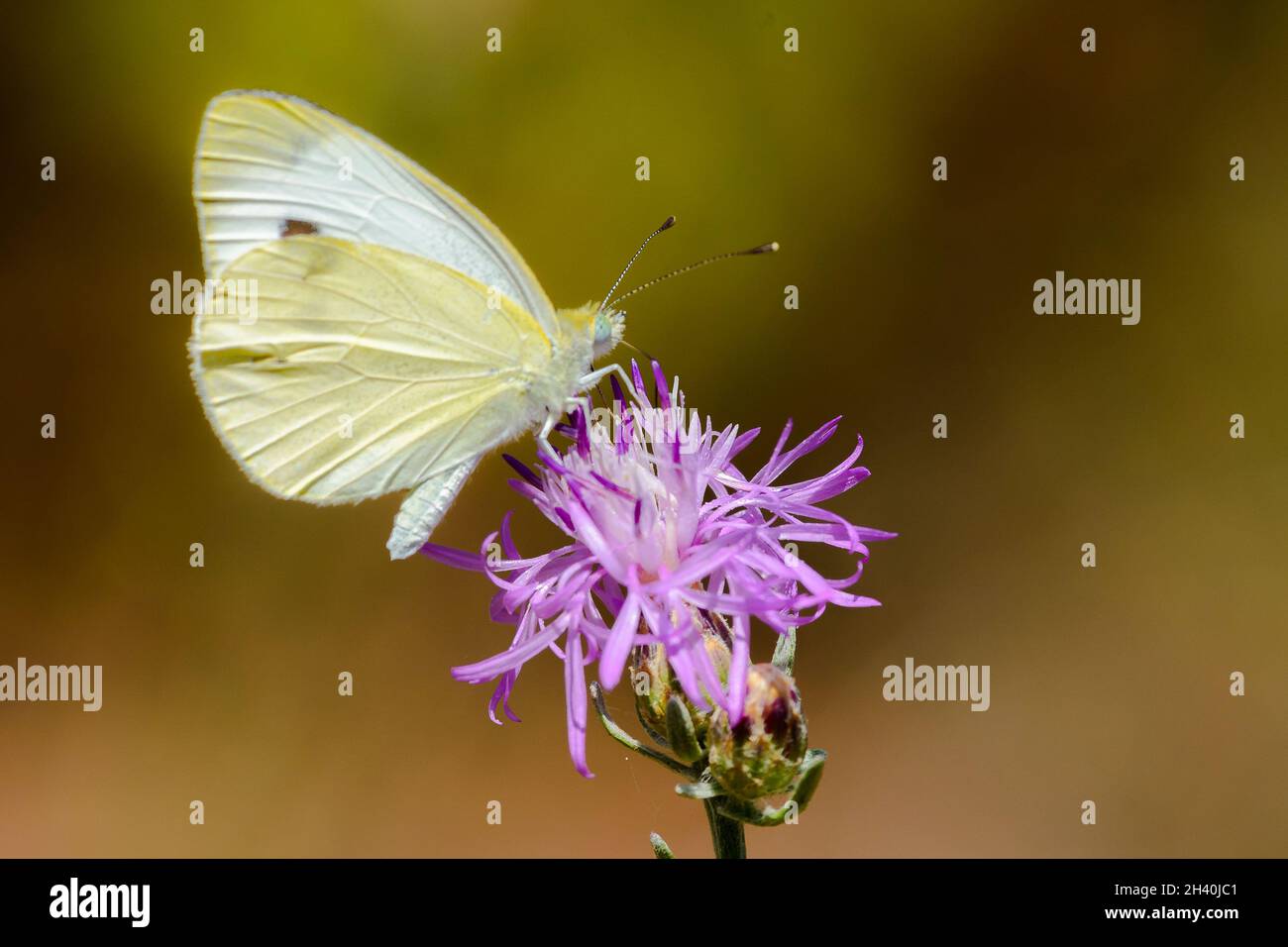 Small Cabbage White Stock Photo - Alamy