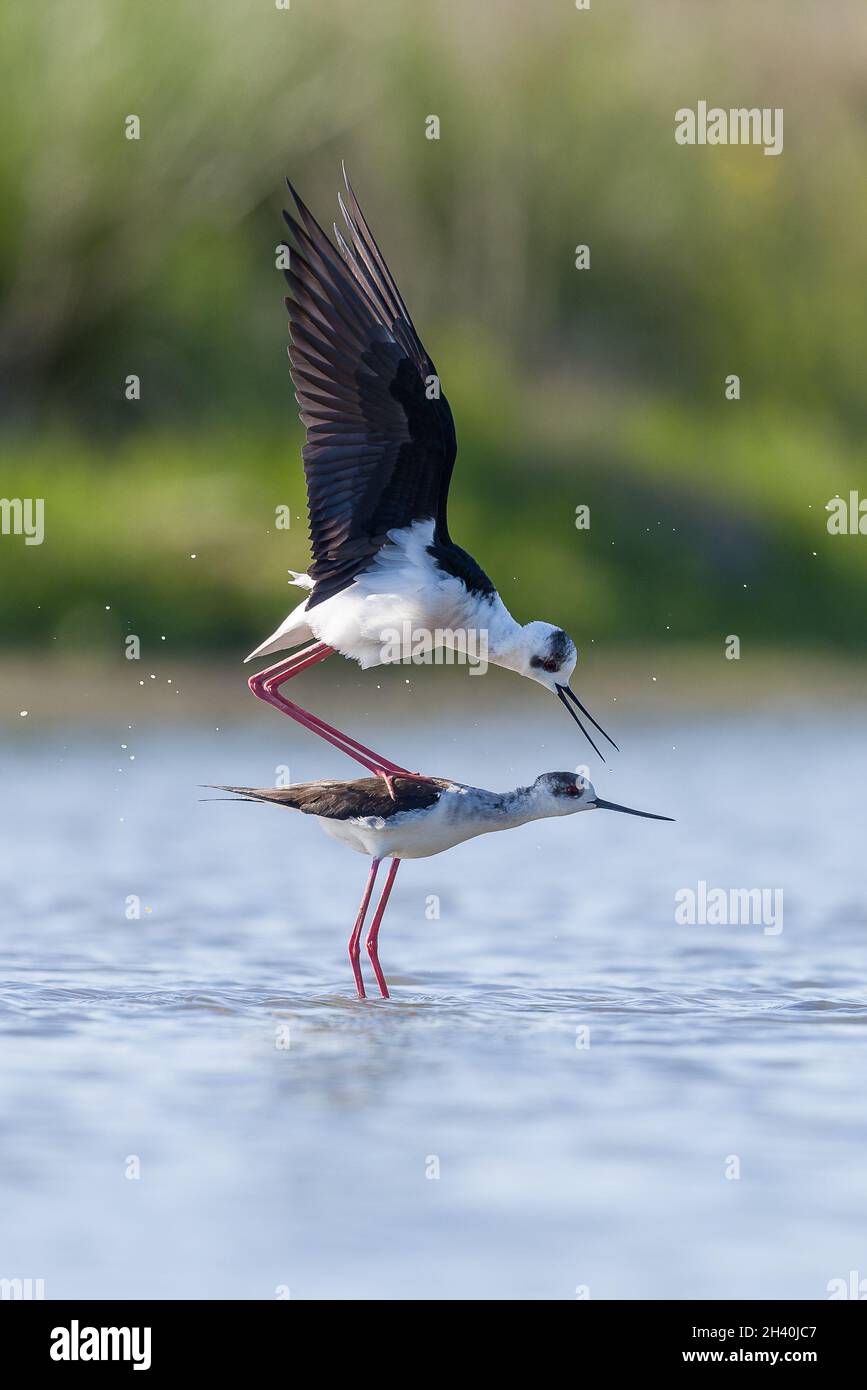 Two Black winged Stilt mating Stock Photo - Alamy