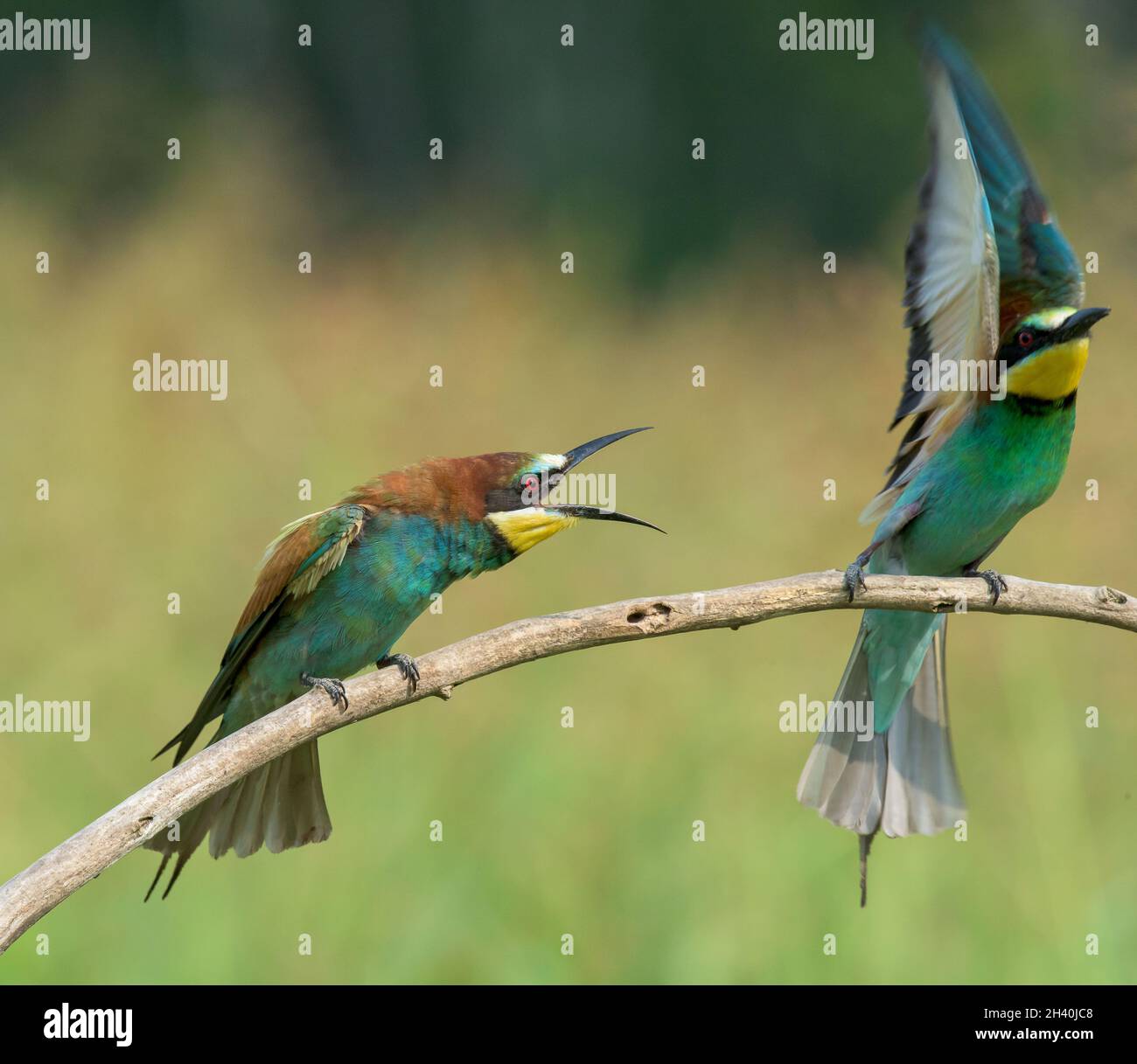 Bee-eater spreading wings Stock Photo - Alamy