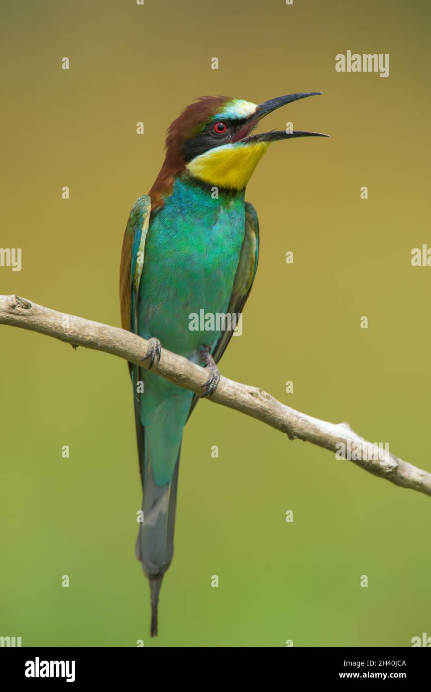 Bee-eater on a branch Stock Photo - Alamy
