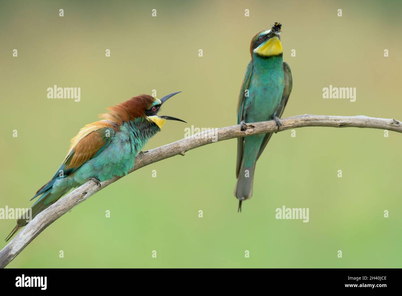 Two Bee-eaters on a branch Stock Photo - Alamy